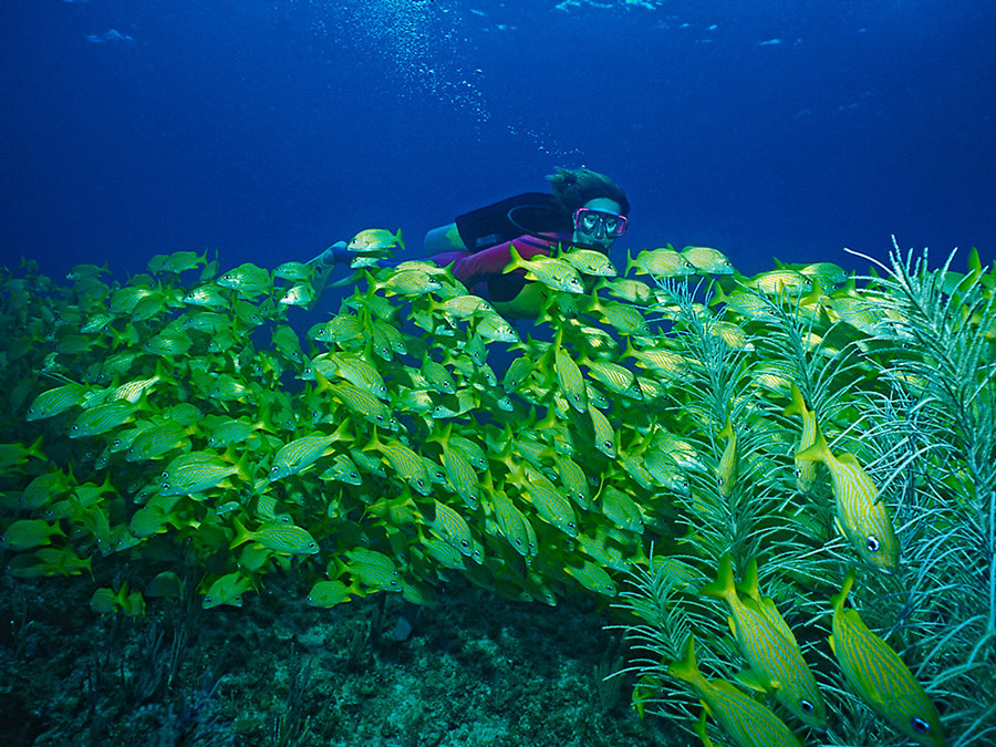 Bahamas Bimini Scuba & Fishing